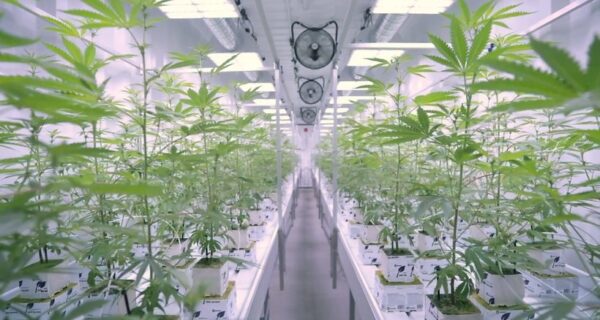 About us - Pure Blue Cannabis